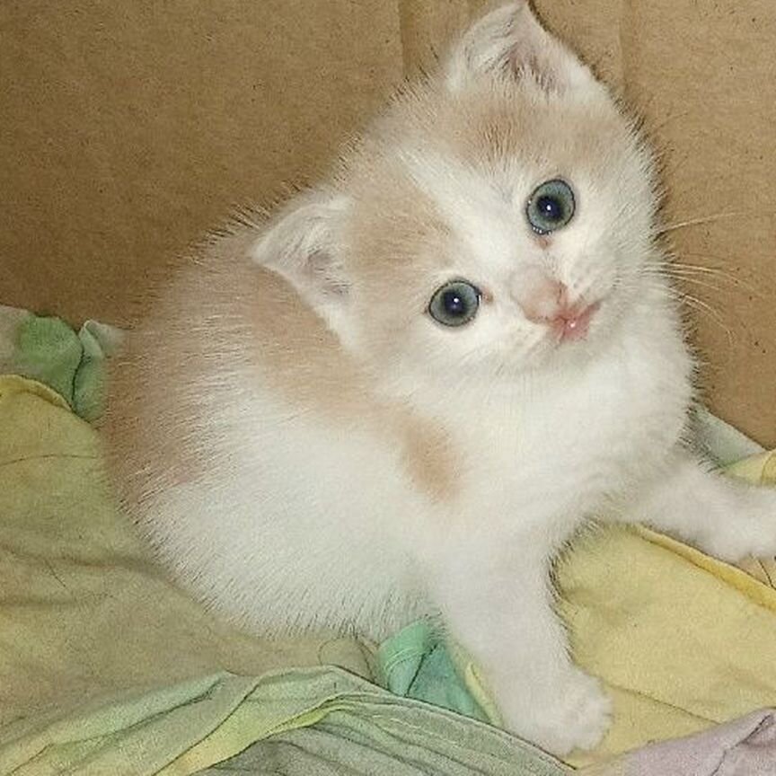 Котёнок в добрые руки