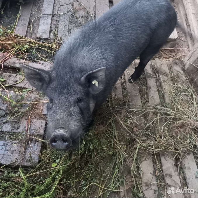 Вьетнамский вислобрюхий хряк