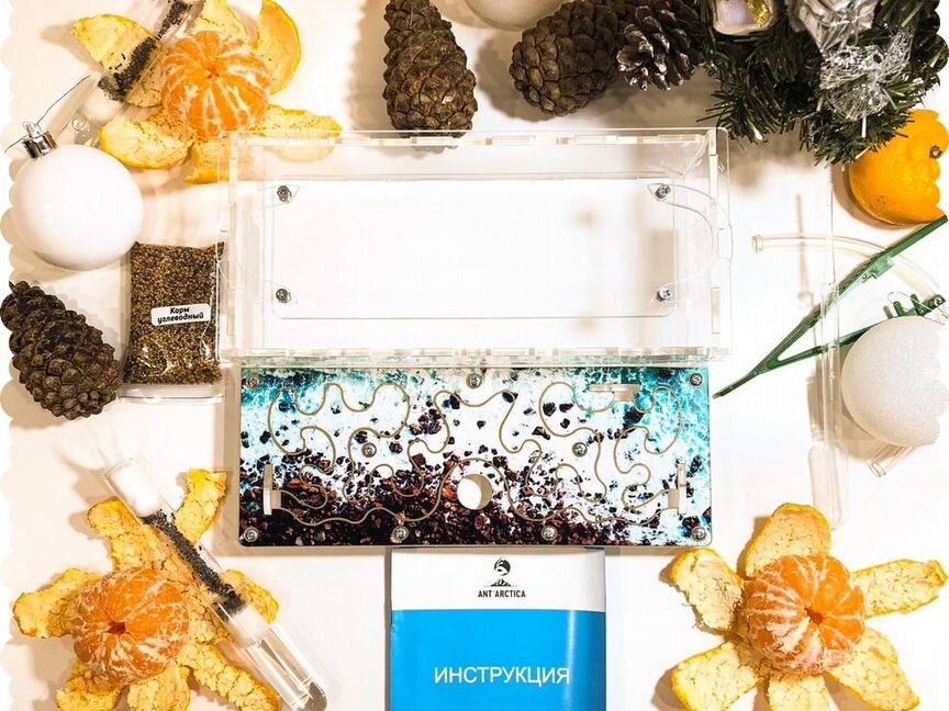 Муравьиная ферма с муравьями