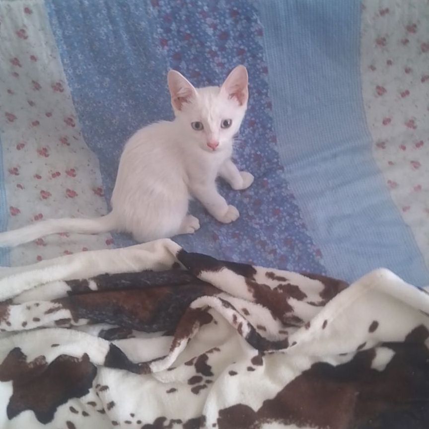 Котята Белые