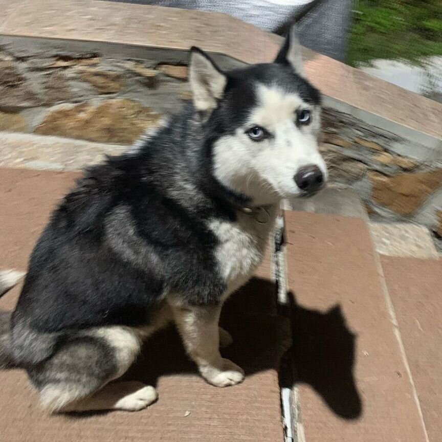 Найден хаски