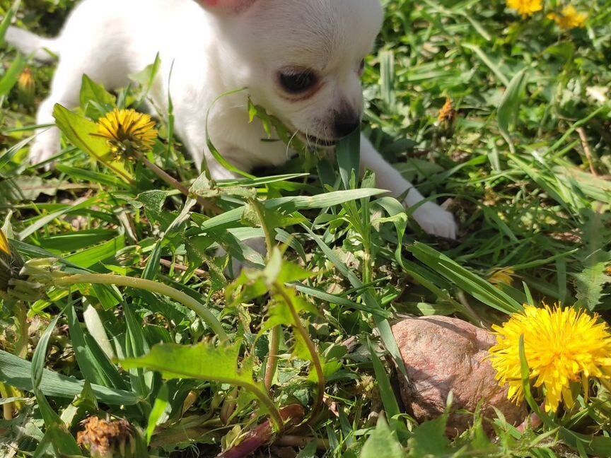 Щеночки чихуахуа