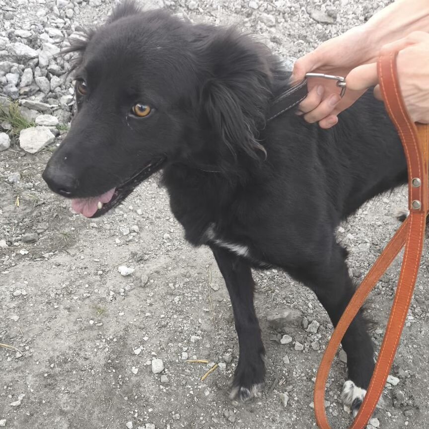 Бельгийская овчарка грюнендаль