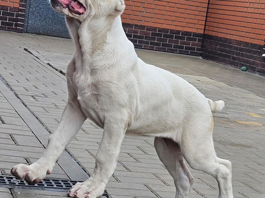 Щенки азиатики