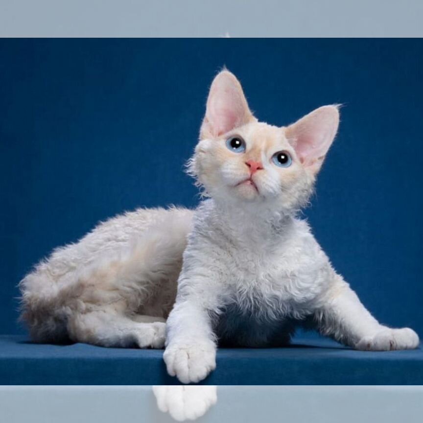 Девон-рекс, взрослый кот