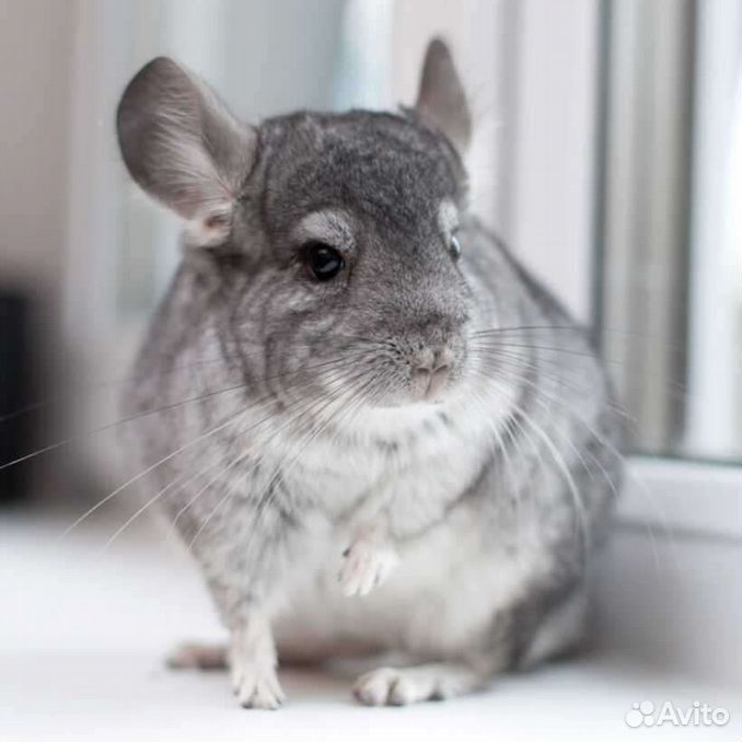 Британская шиншилла