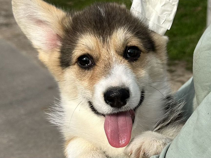 Трехцветный мальчишка Вельш Корги Пемброк