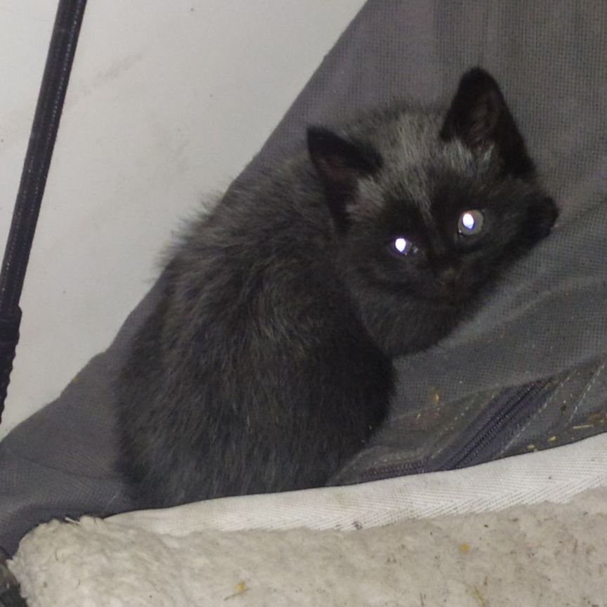 Котёнок