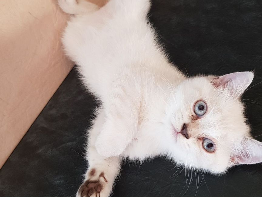 Белоснежная красотка