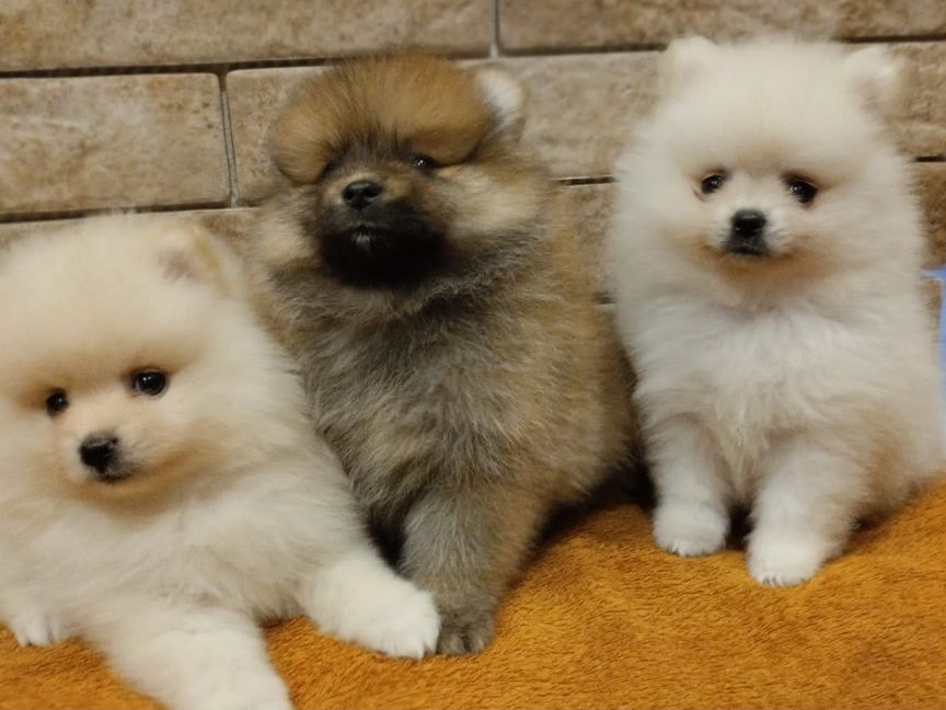 Щенки шпица