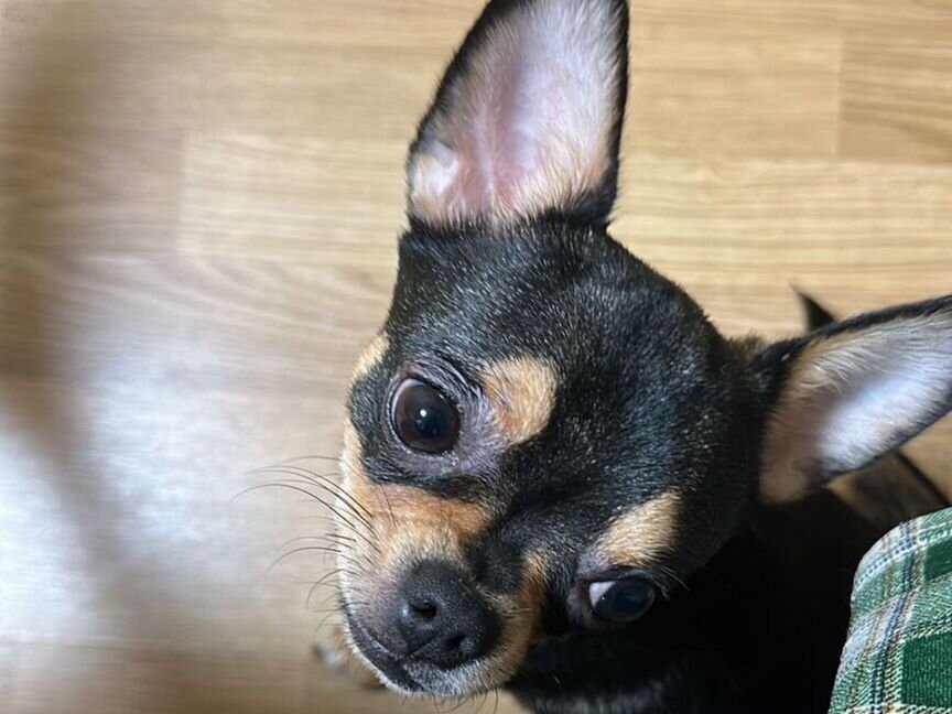 Вязка чихуахуа мальчик