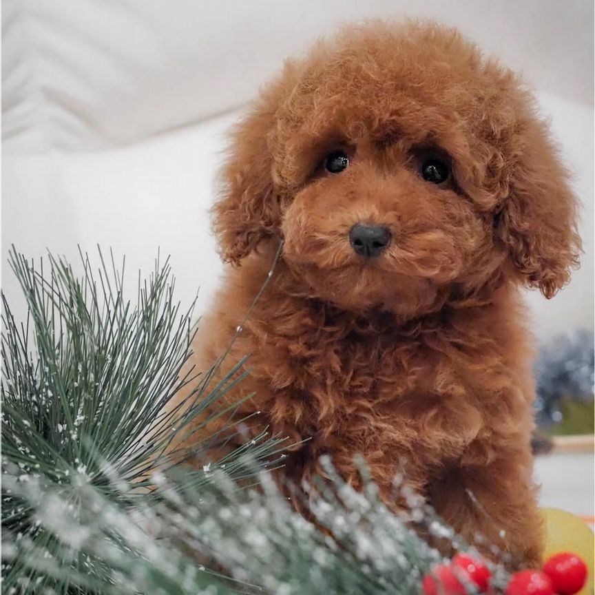 Той-пудель, щенок