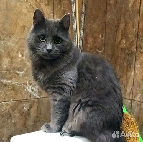 Отдам Котика