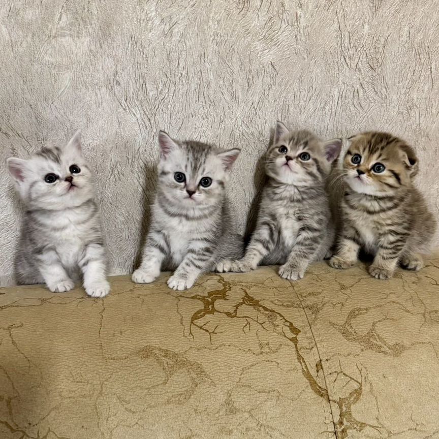 Шотландский прямоухий короткошёрстный котёнок