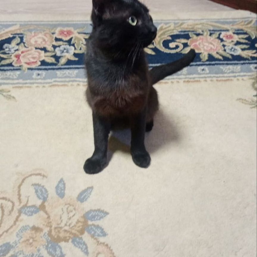 Котик в добрые руки