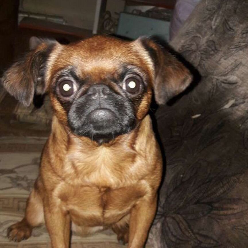 Пти брабансон