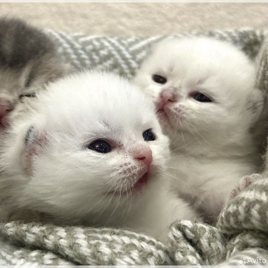 Шотландский прямоухий короткошёрстный котёнок