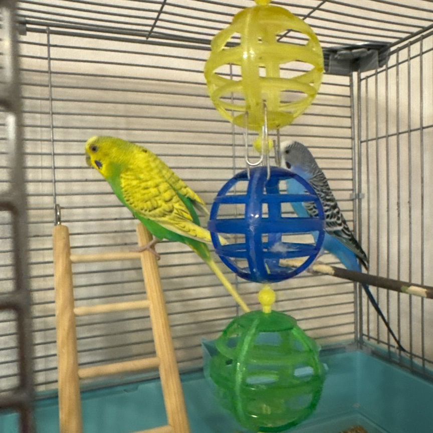 Попугаи два