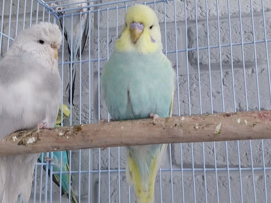 Попугай ввп чех