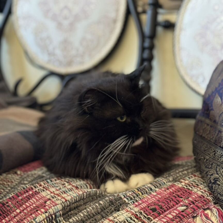 Кот