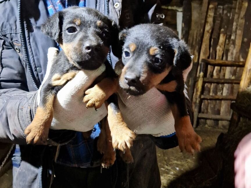 Собаки щенки ягдтерьер