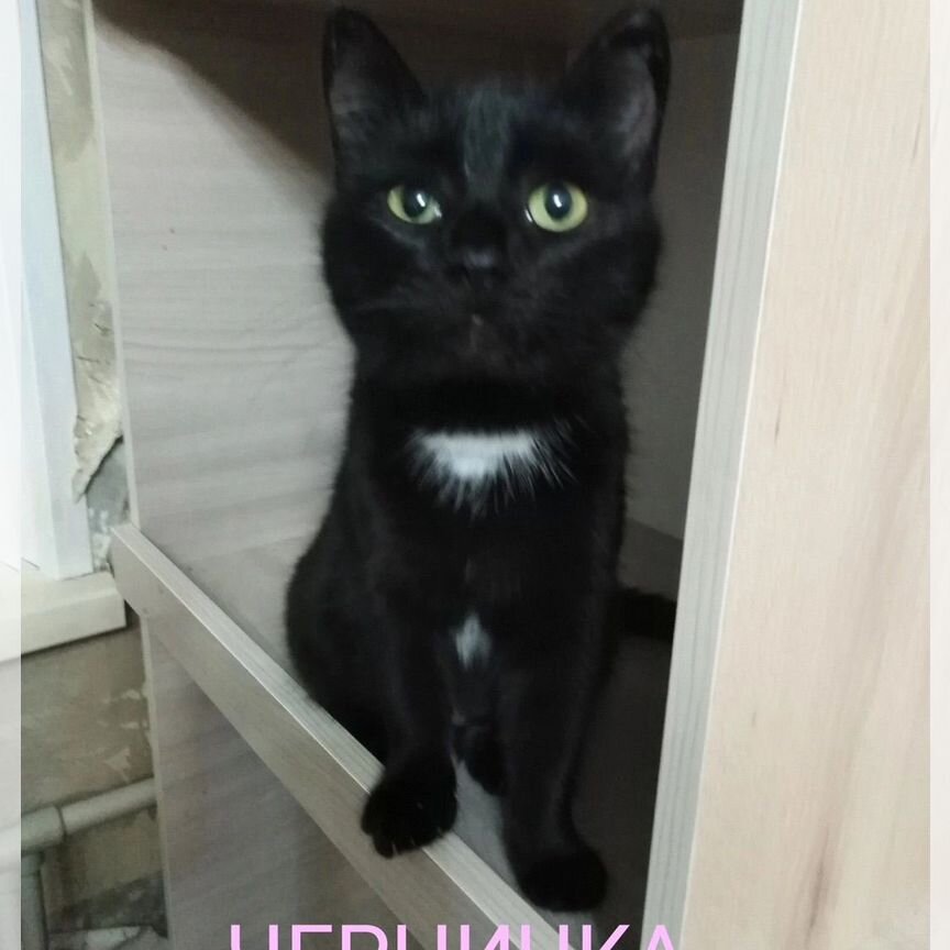 Ищем дом для кошечки Чернички