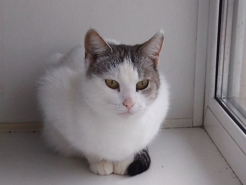 Кошечка молодая