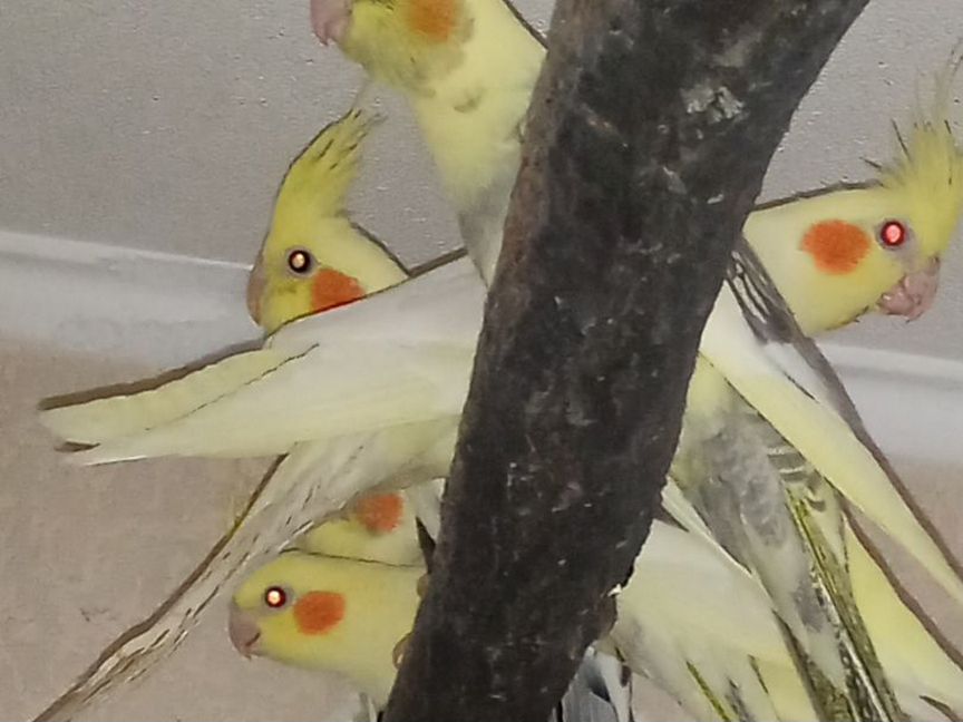 Попугай корелла