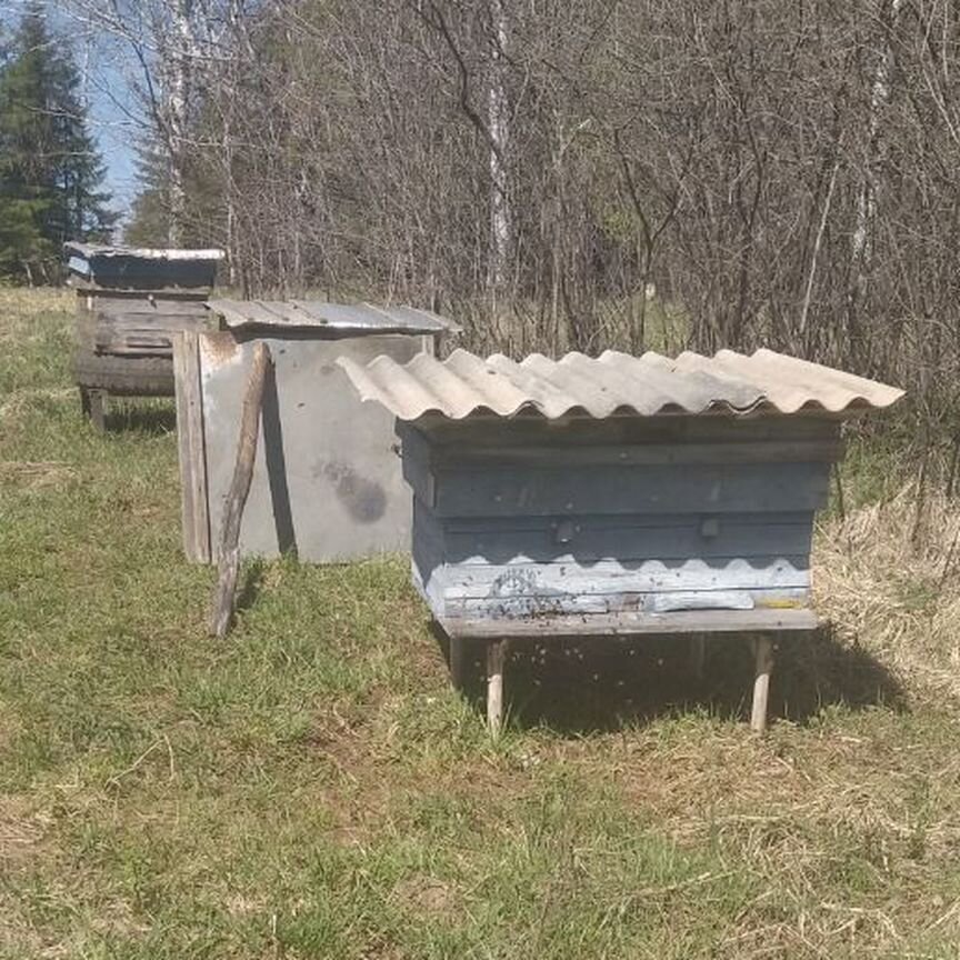 Пчелы с ульями, пасека