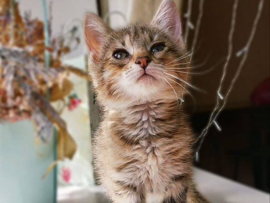 Тома котенок 3 месяца