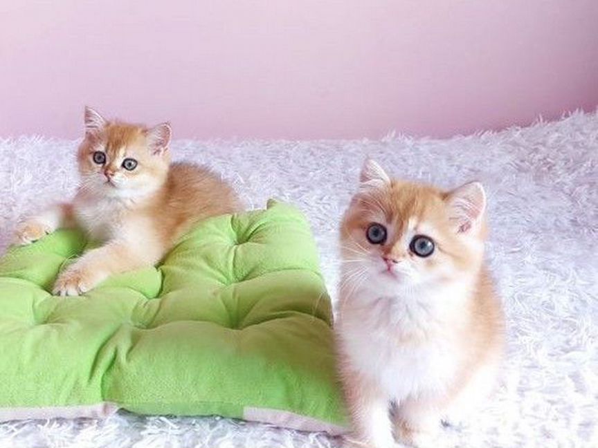 Британские и шотландские котята