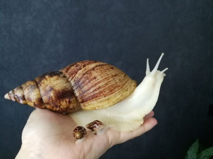 Улитка Ахатина, гигантский вид