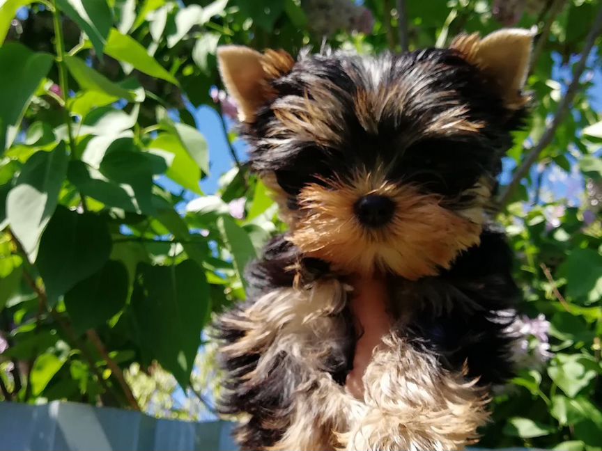 Йоркширский терьер щенки