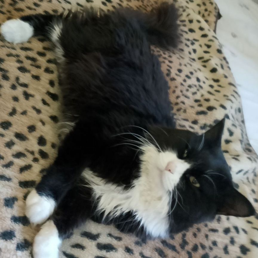 Сибирский, взрослый кот