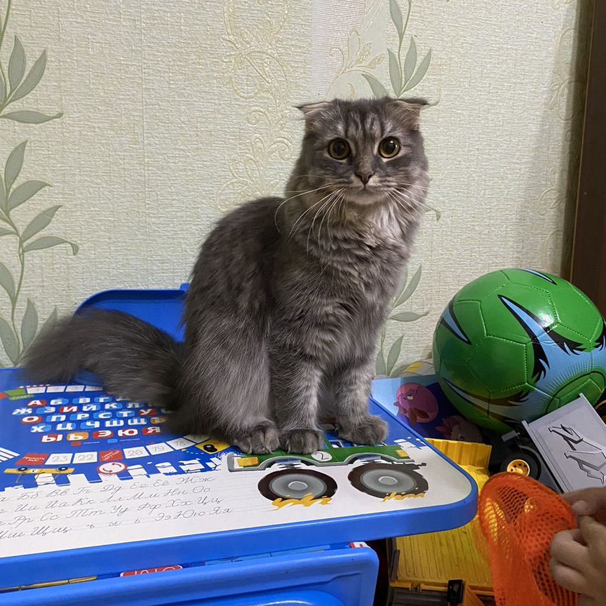Кошка в добрые руки бесплатно