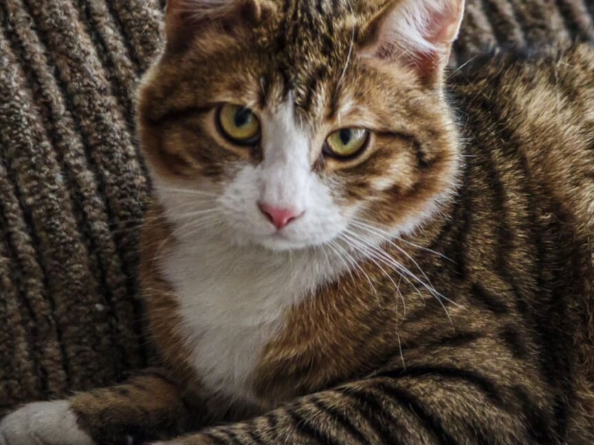 Мурзику очень нужен дом