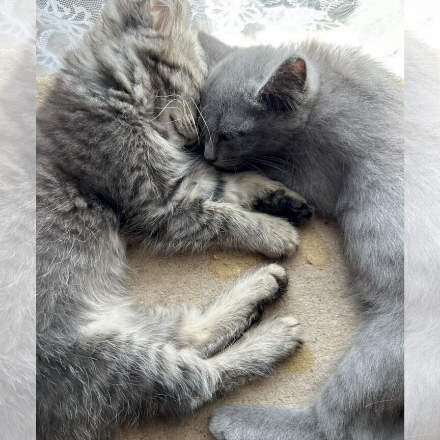 Отдам в хорошие руки двух кошек