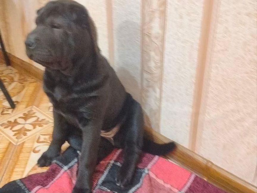 Собака щенок Шарпей сука чёрная бесплатно