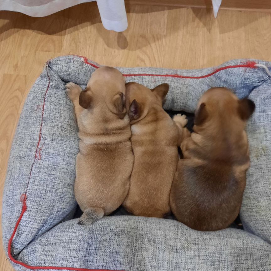 Малышки- мини