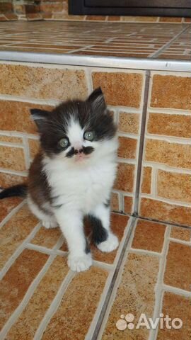 Котëнок в хорошие руки