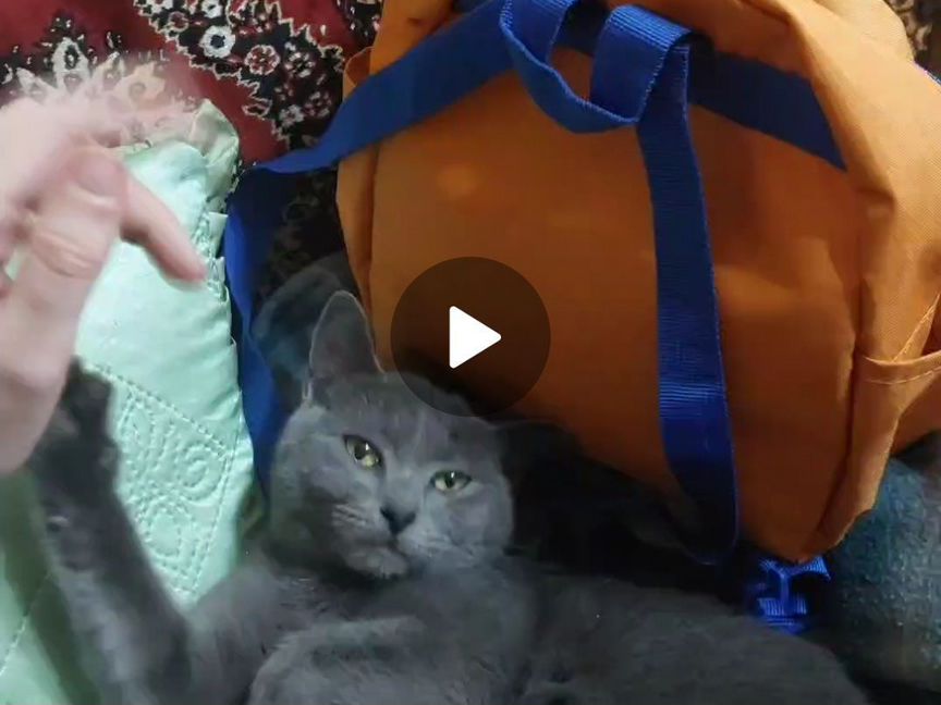 Найдена кошка