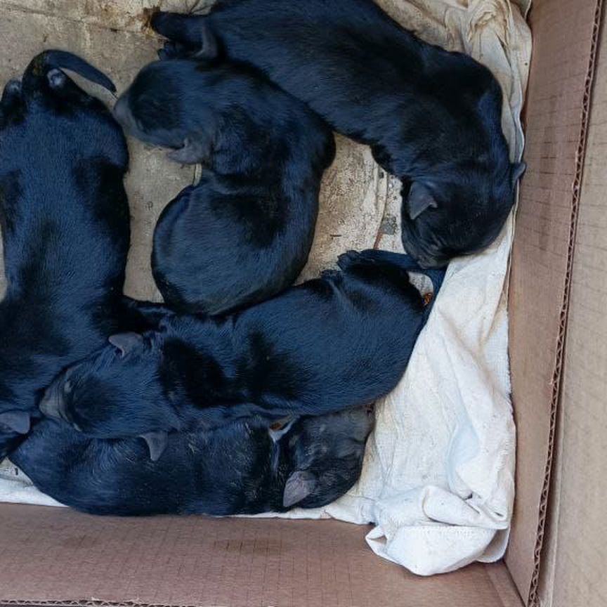 Двортерьеры