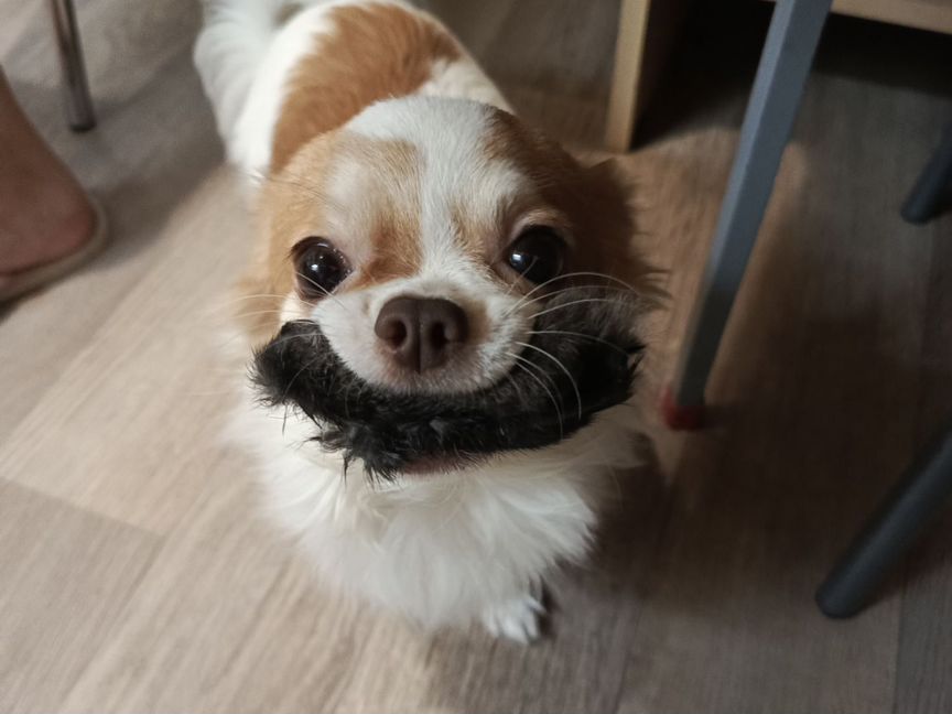 Вязка кобель чихуахуа мини