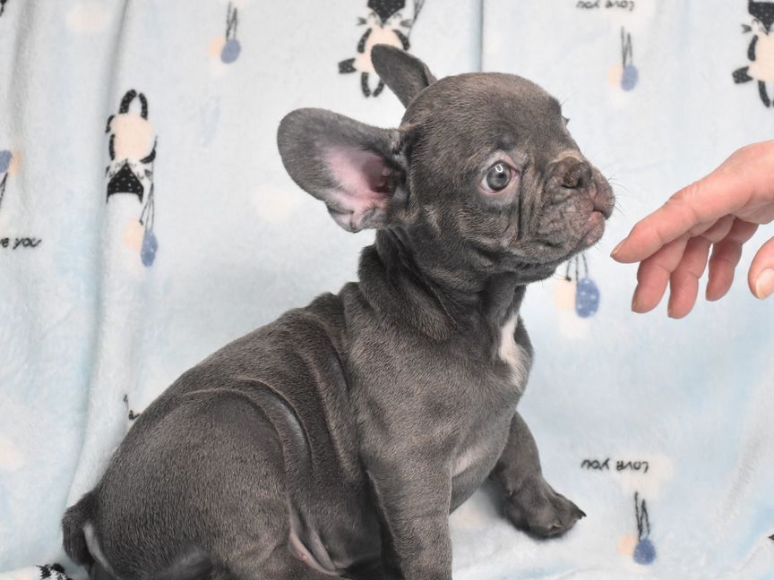 Лиловый кавалер. Солид