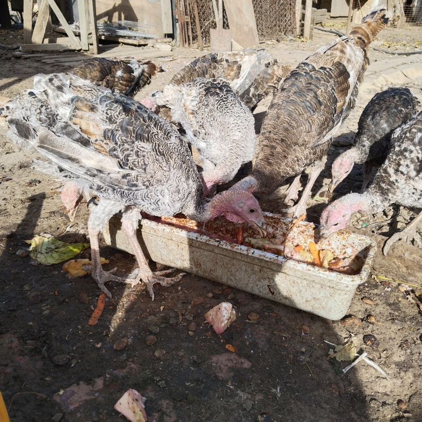 Индюшки степные