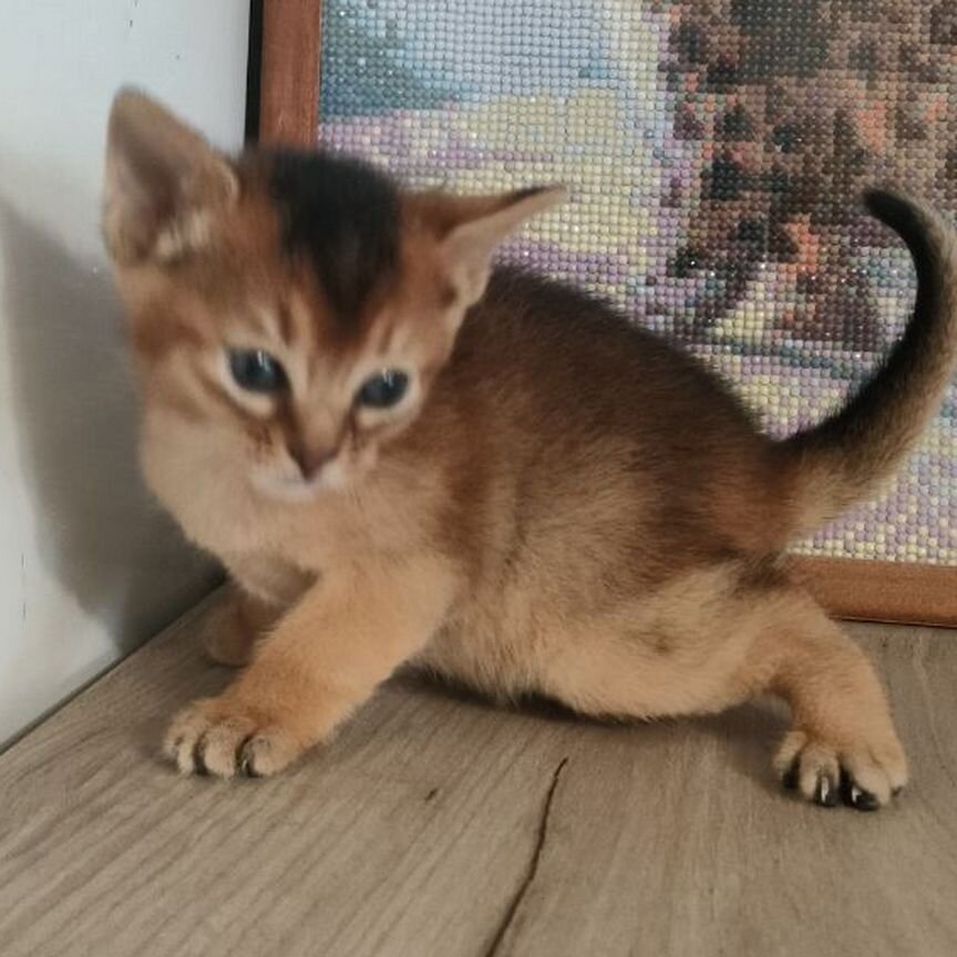 Абиссинский котёнок