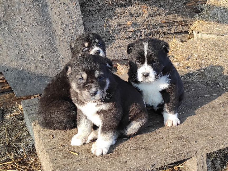 Щенки сао алабай