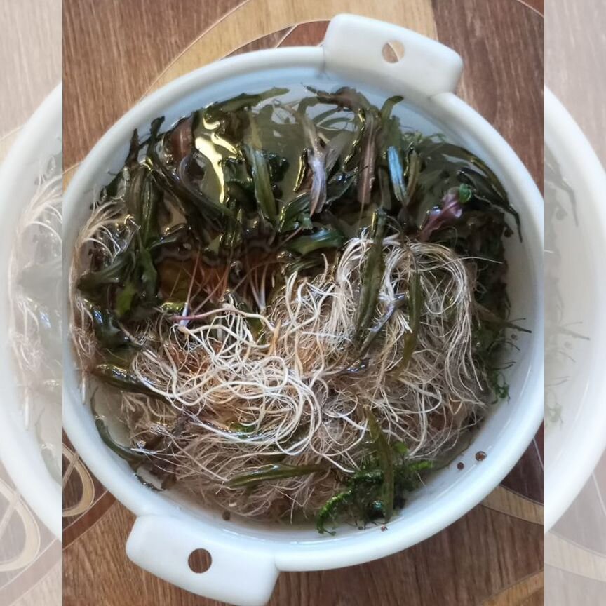 Аквариумное растение