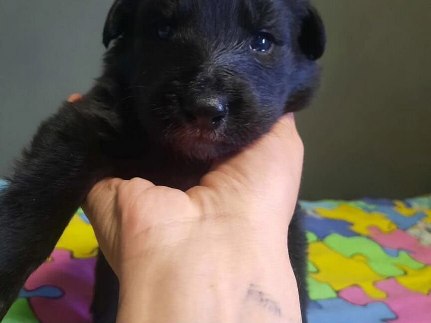 Щенки немецкой овчарки