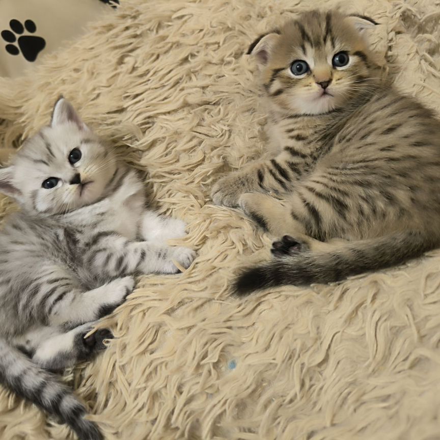 Шотландские котята